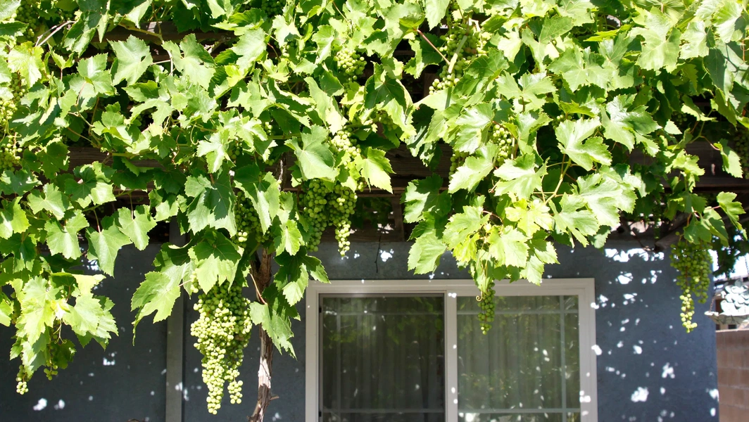 Kid-friendly gardening and Damascus rooftop inspire green movement