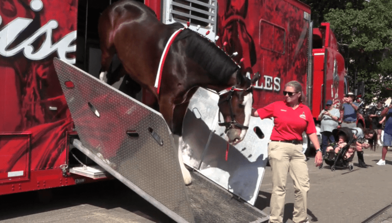 Iconic Budweiser Clydesdales make stop in Savannah for America 250