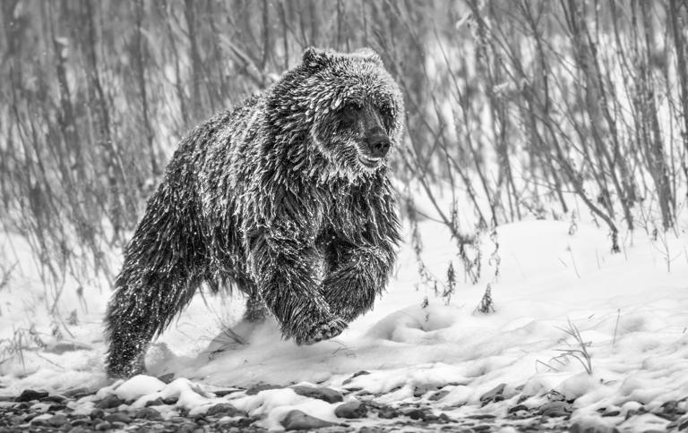 Paul Nicklen's reveals his camera set-up tips for award winning ...