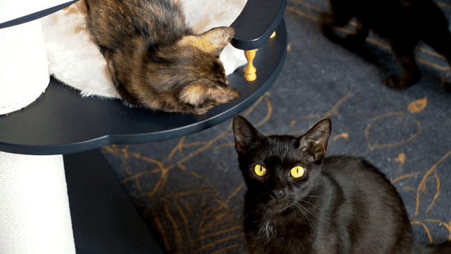 House of Black Cat Magic marks 3 years with anniversary pawty