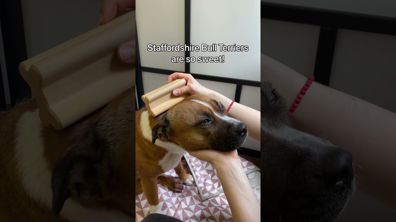 Staffordshire bull terriers melt during sweet head massages | Breaking ...