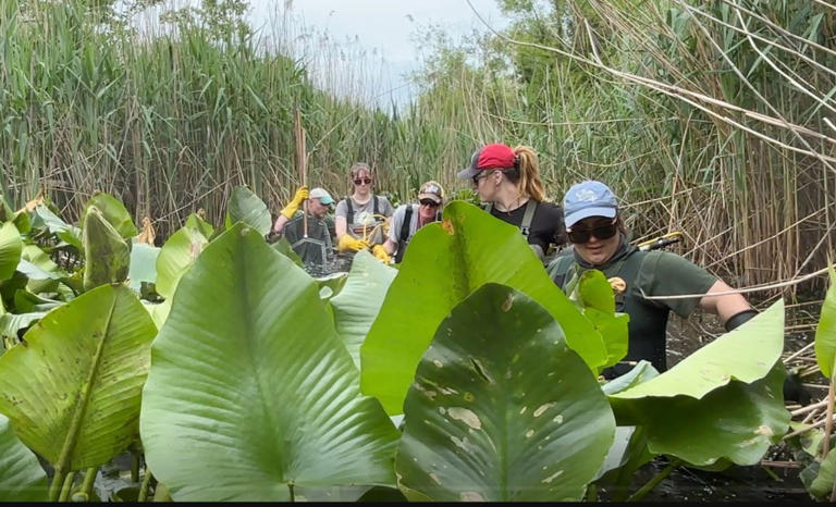 Ravenous 'Frankenfish' that can walk on land found on Long Island for ...