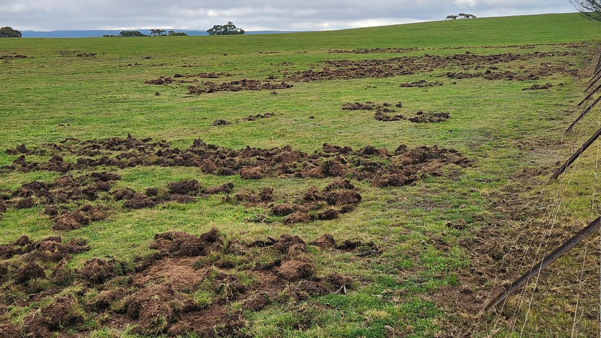 Critics warn feral pig controls are failing, costing farmers more than ...
