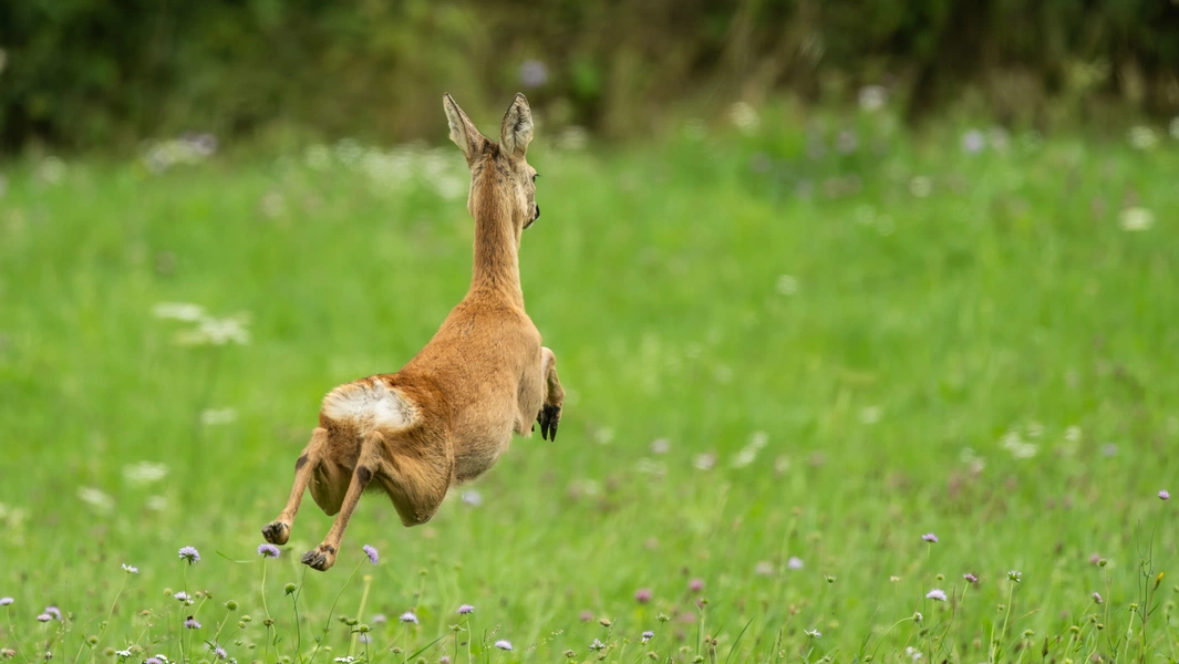 How deer move, leap, and adapt around us