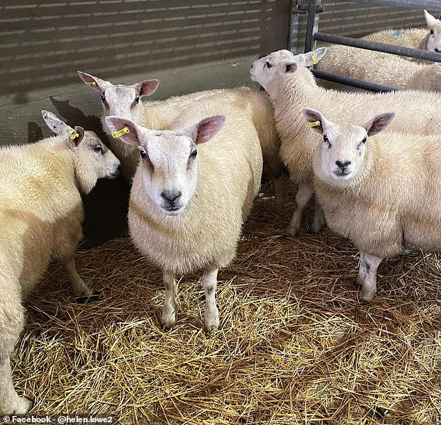 Sheep farmer faces jail after secretly building a second home inside a ...