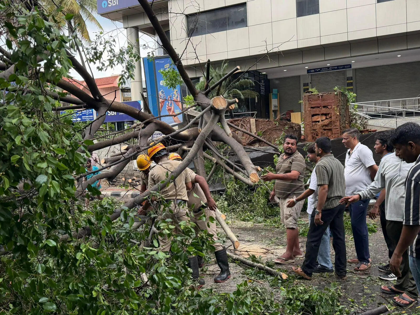 Massive tree, collapsed wall crush bus shelter in Bengaluru