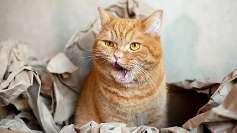 Orange cat responds to her government name like a human
