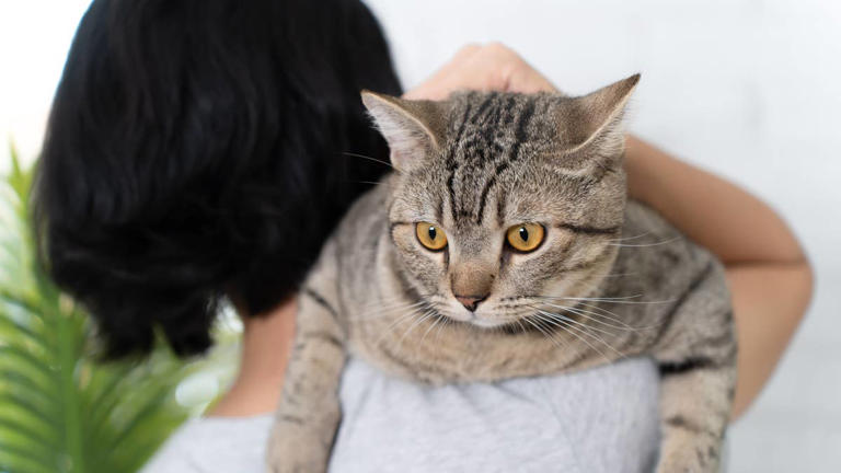 Tabby cat sees mom carrying sibling in sling and demands his turn