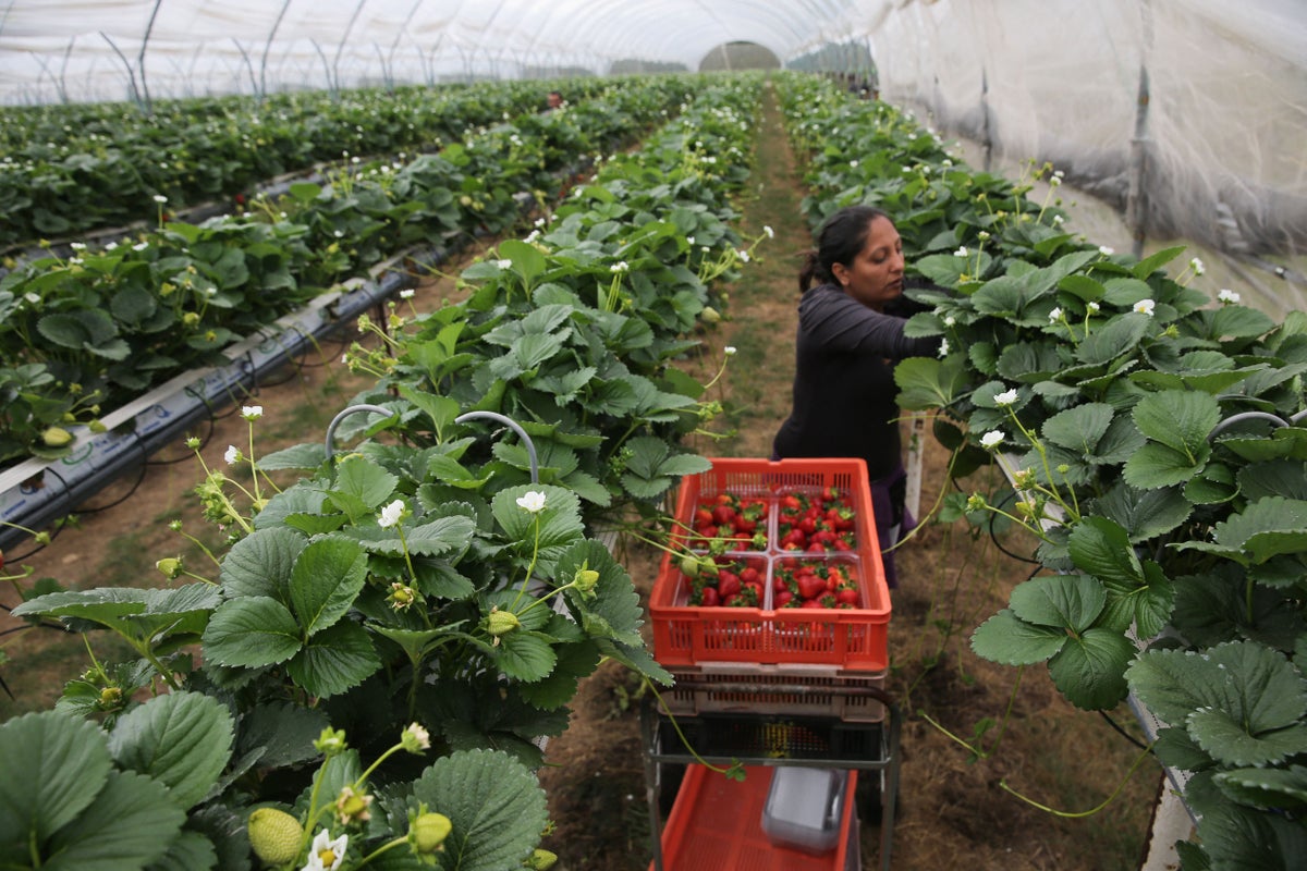Zack Polanski warns Britain’s food system is 'close to collapse'