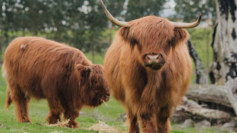 Highland cow encounters bring 'positive impact', agritourism operators say