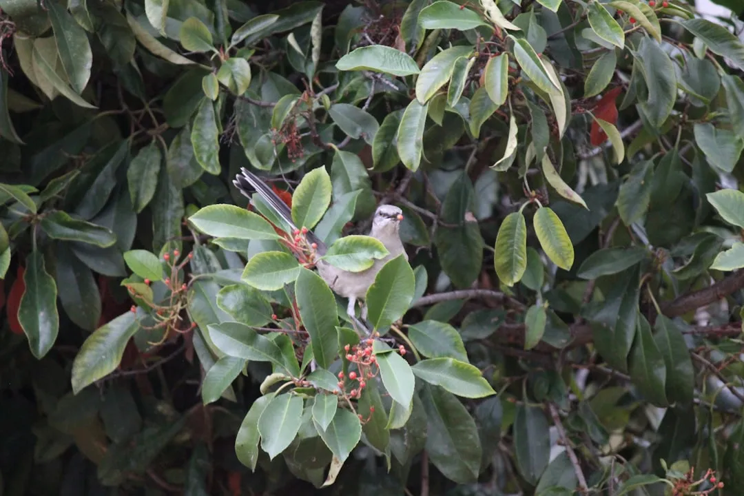 Common household item helps to stop birds from stealing your ripening ...