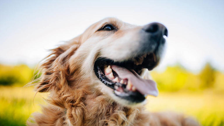 Neighbor who's 'allergic' to dogs suddenly isn't when he meets golden ...