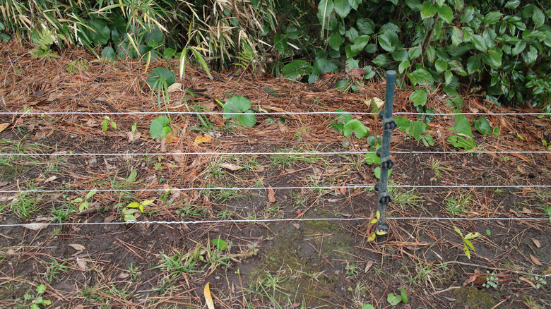 9 fence ideas to keep annoying animals and pests out of your garden