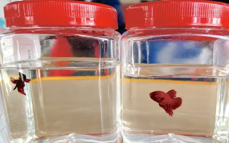 You betta believe it: this ornamental fish can fetch up to RM1,500