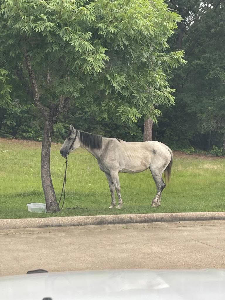 VPSO seeking owner of loose horse