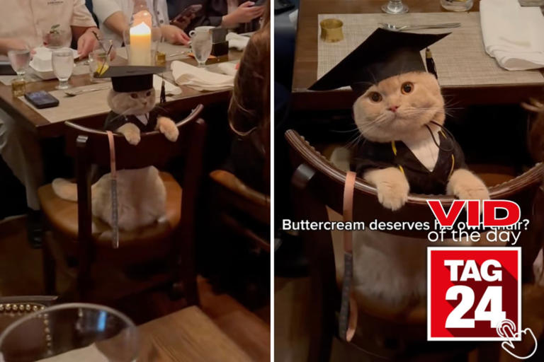 Viral video of the day for June 7, 2026: Adorable cat steals the ...