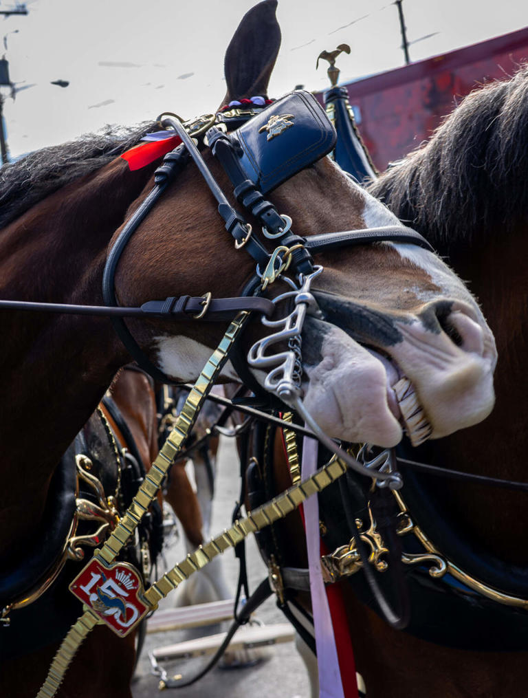 Budweiser Clydesdales make bar appearance in downtown Lexington