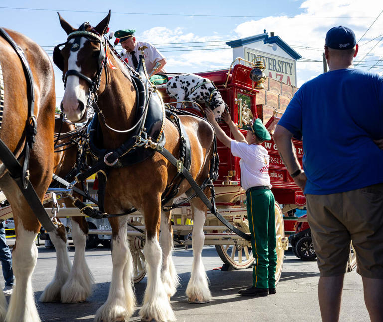 Budweiser Clydesdales make bar appearance in downtown Lexington