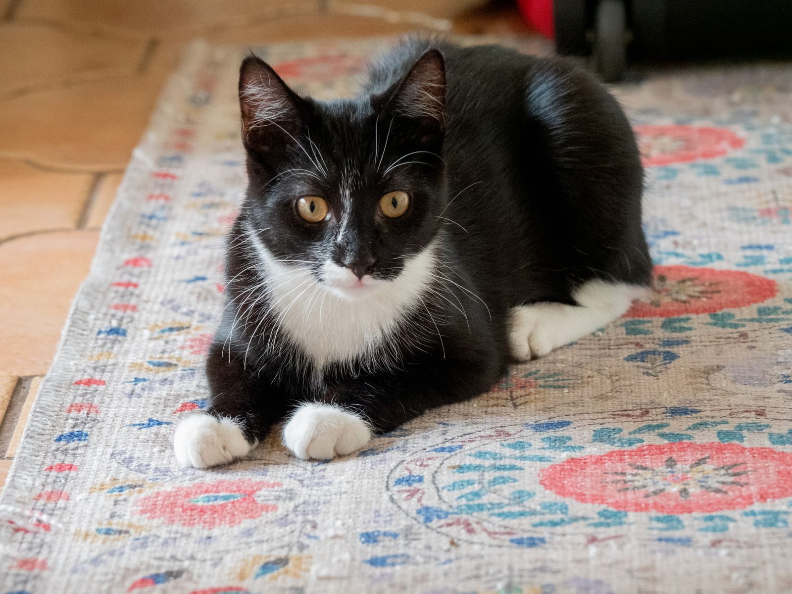 Why did a stray cat abandon her baby in a garage?