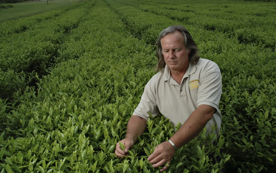 Sip your way through the world’s tea gardens