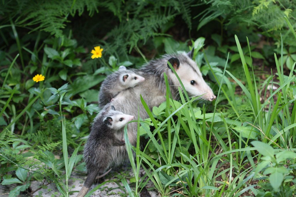 Why baby opossums get left behind more often than people realize