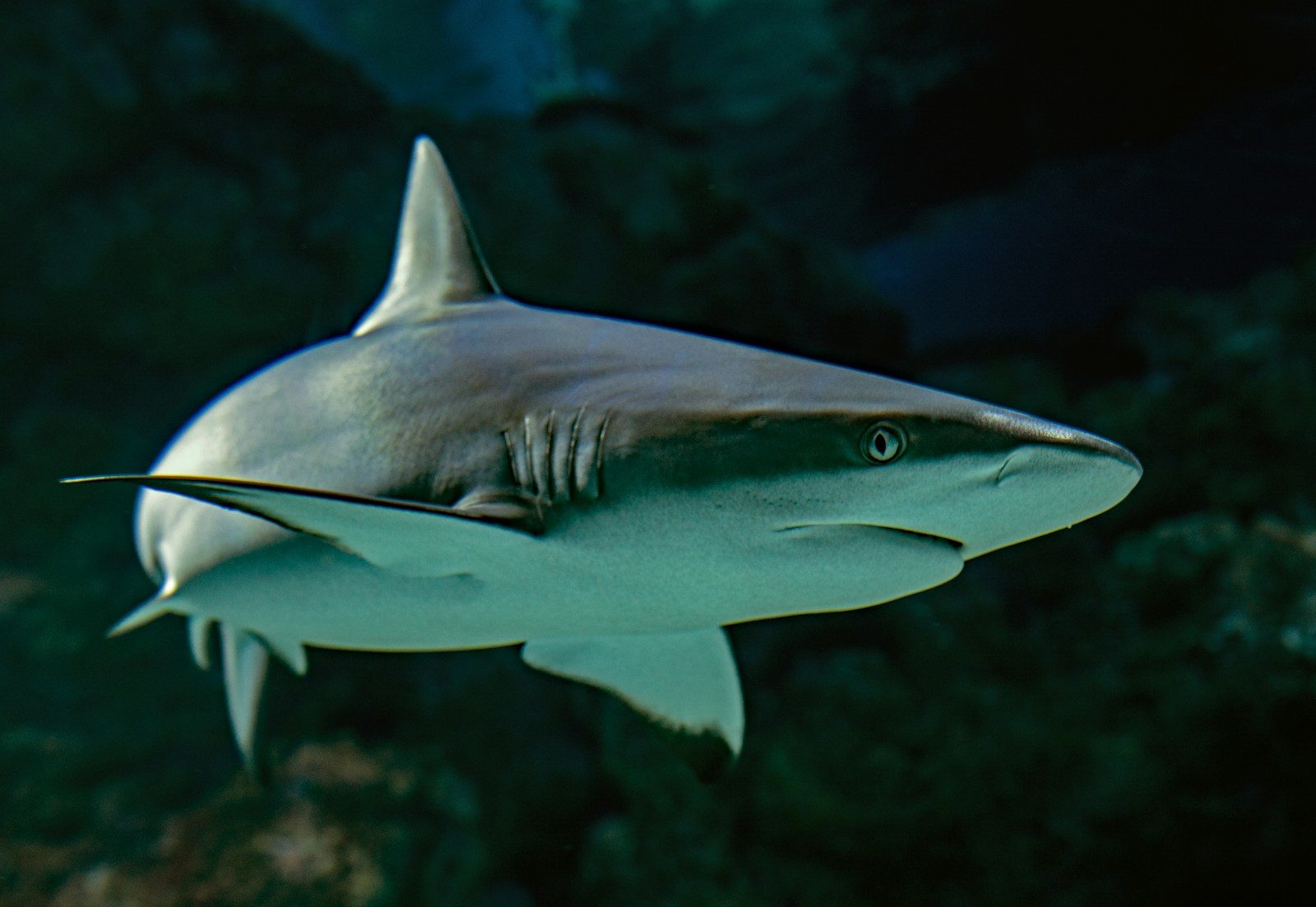 The true cause behind the decline in shark populations