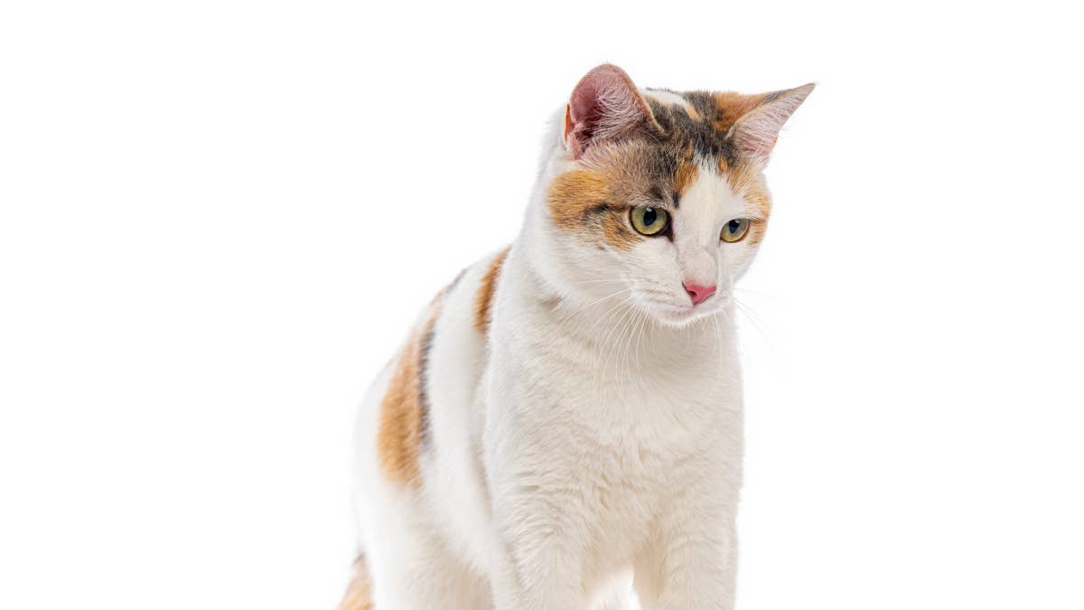 Rare calico cat stuns viewers with her 1-in-4,000 coloring
