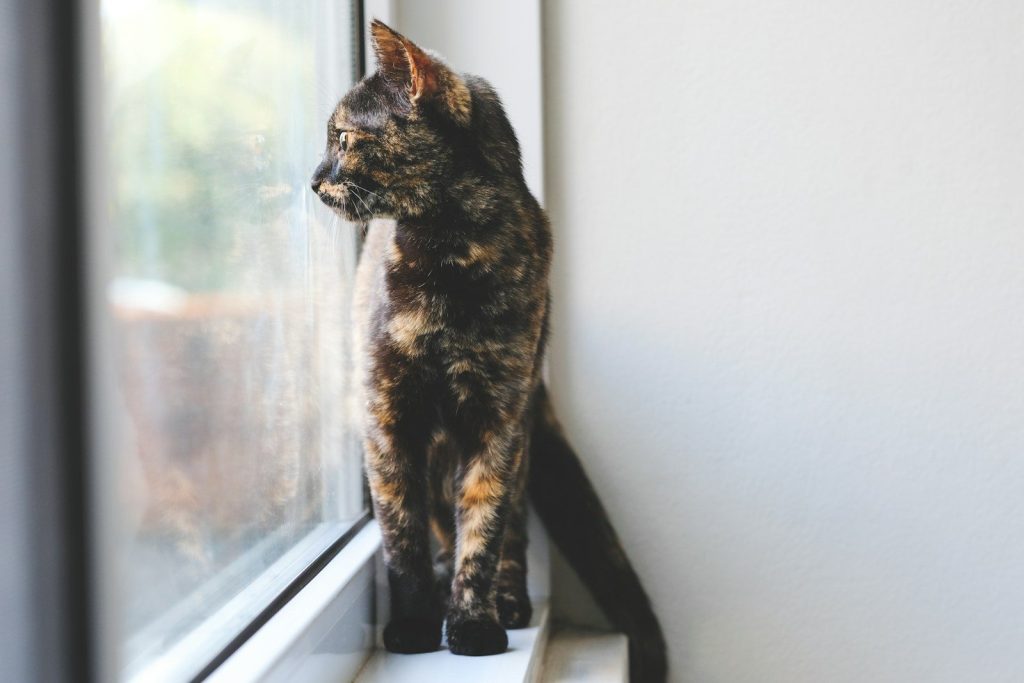 Do male and female cats have different personalities?
