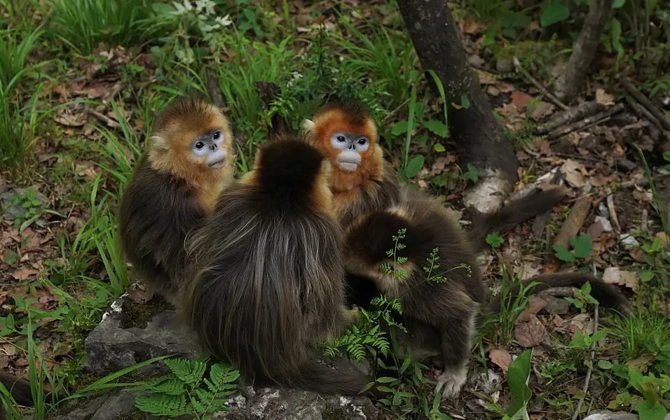 Golden monkeys remain off-limits under strict global laws