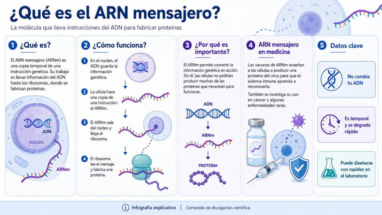 Mexicano busca crear la primera vacuna de ARN mensajero contra el ...