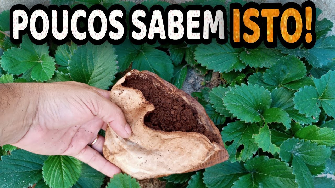 Borra de café na horta – benefício ou problema?