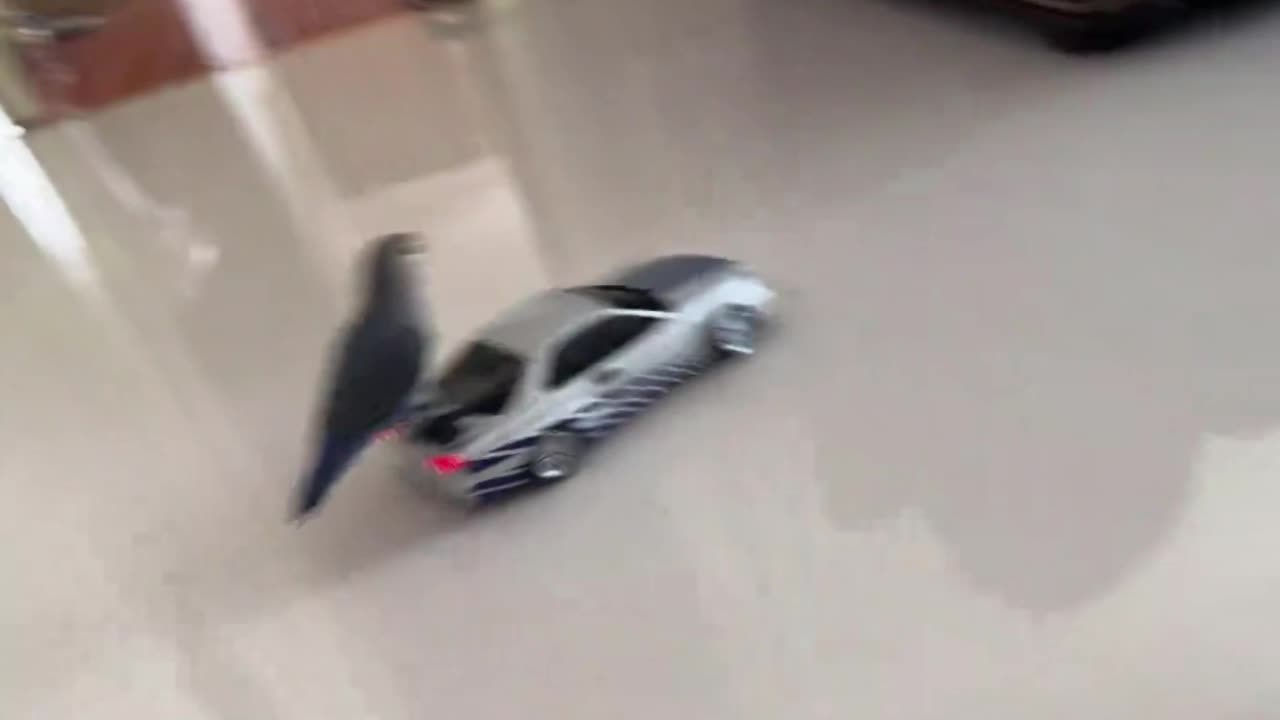 Parakeet rides remote-controlled toy car inside home in Beijing, China