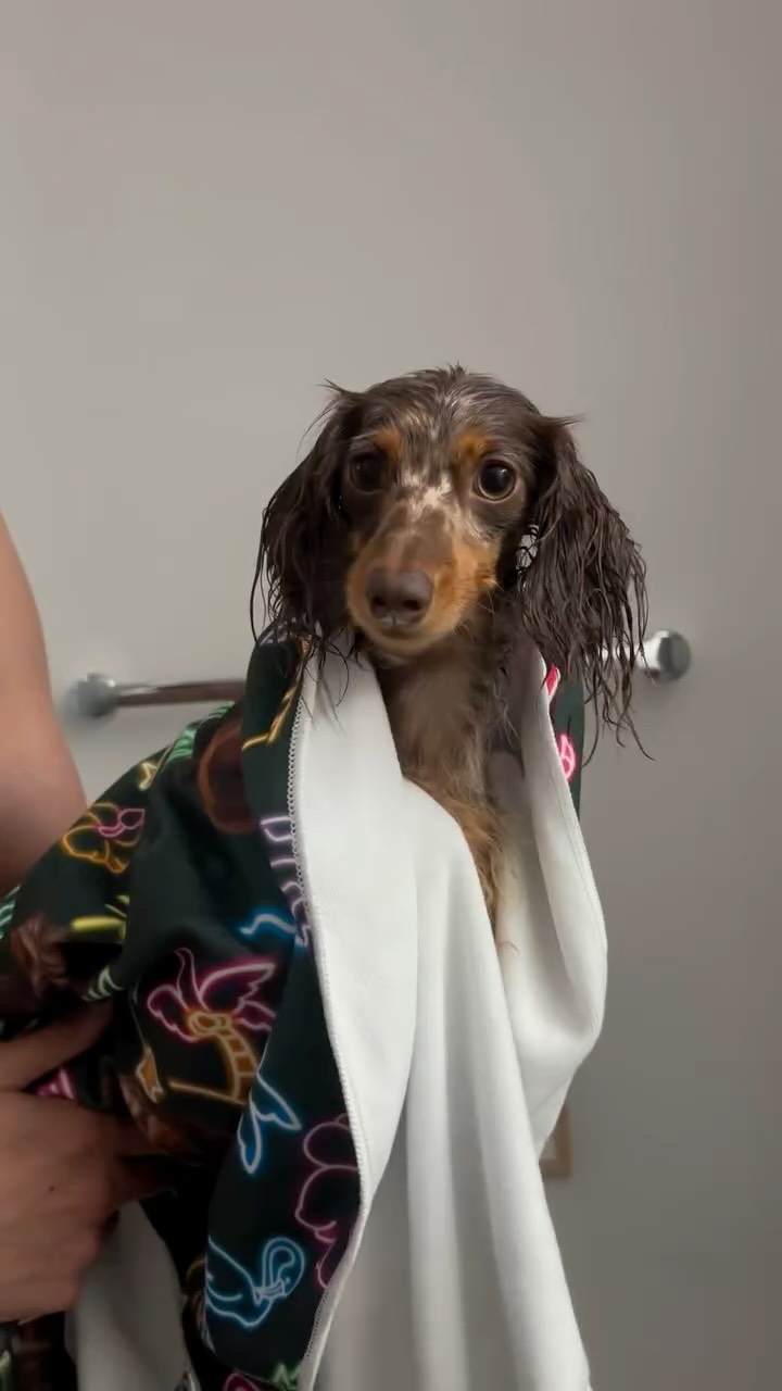 Dachshund bath time made easier with custom towel