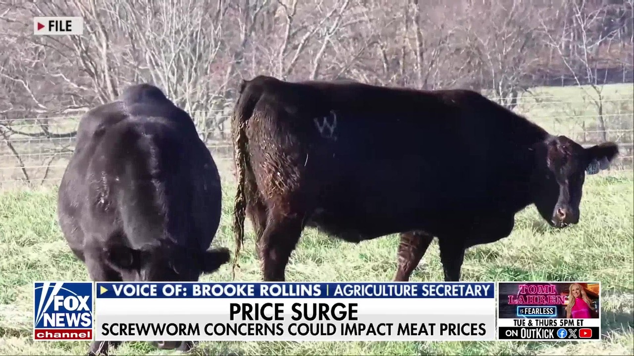 Secretary Rollins: US must 'contain' New World screwworm after second ...