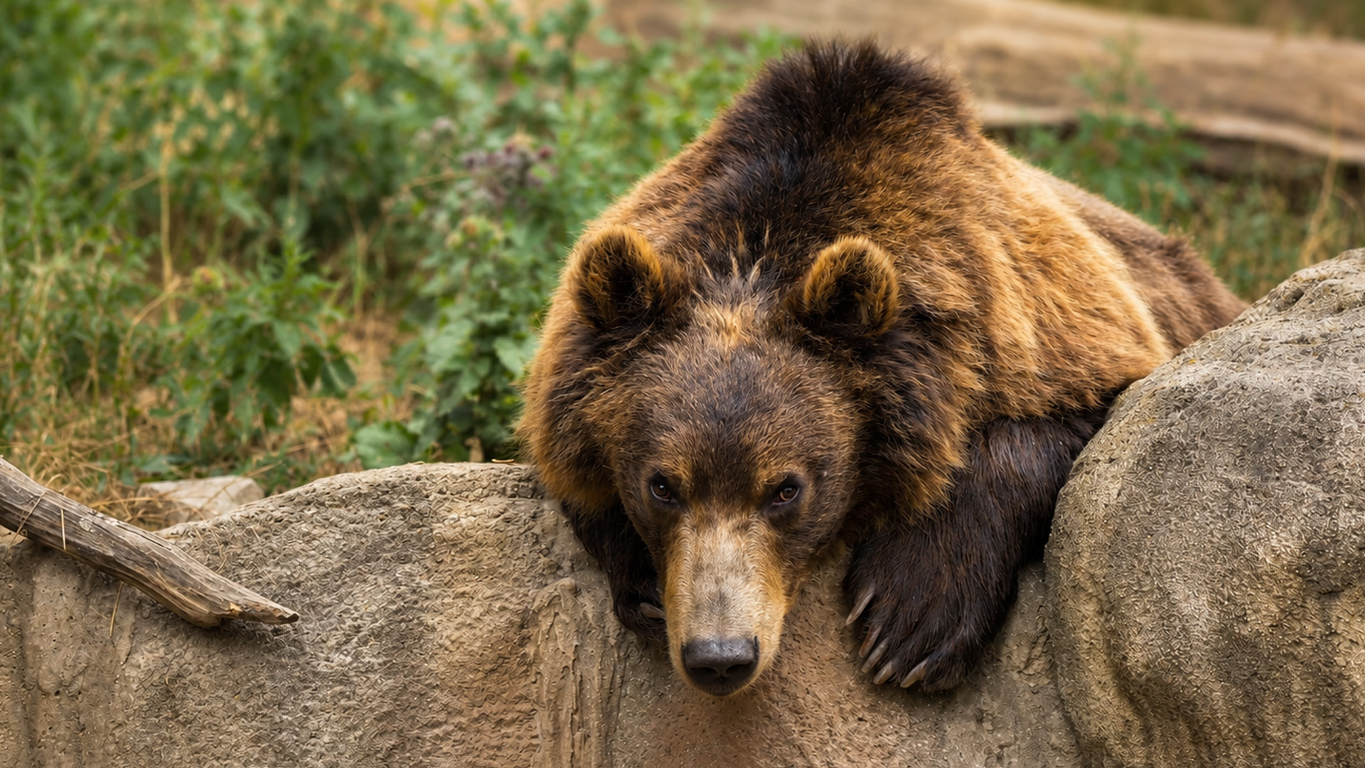 This bear thought it was alone - but a hidden camera was watching