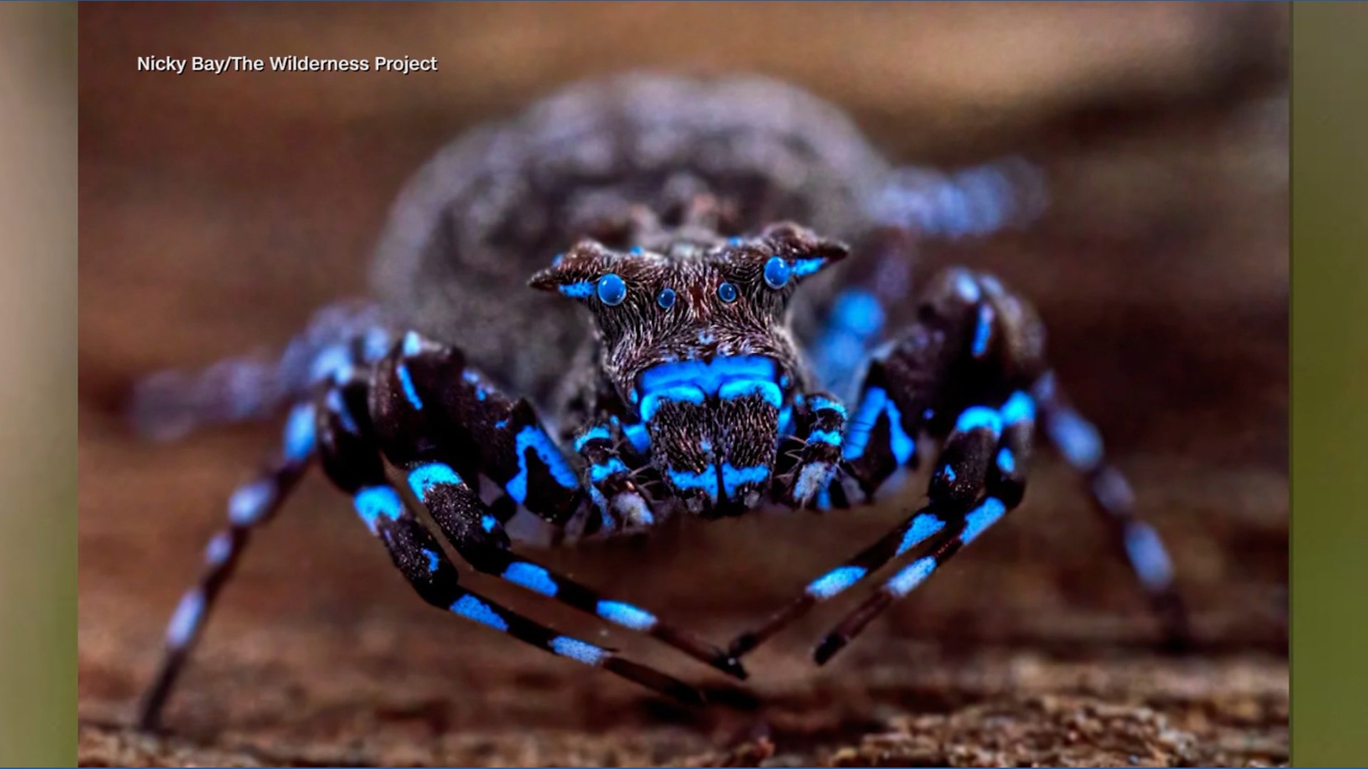 New glowing spider baffles scientists