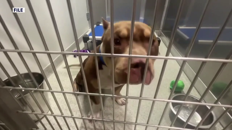 Bay Area congressman backs bill to study link between animal abuse and ...