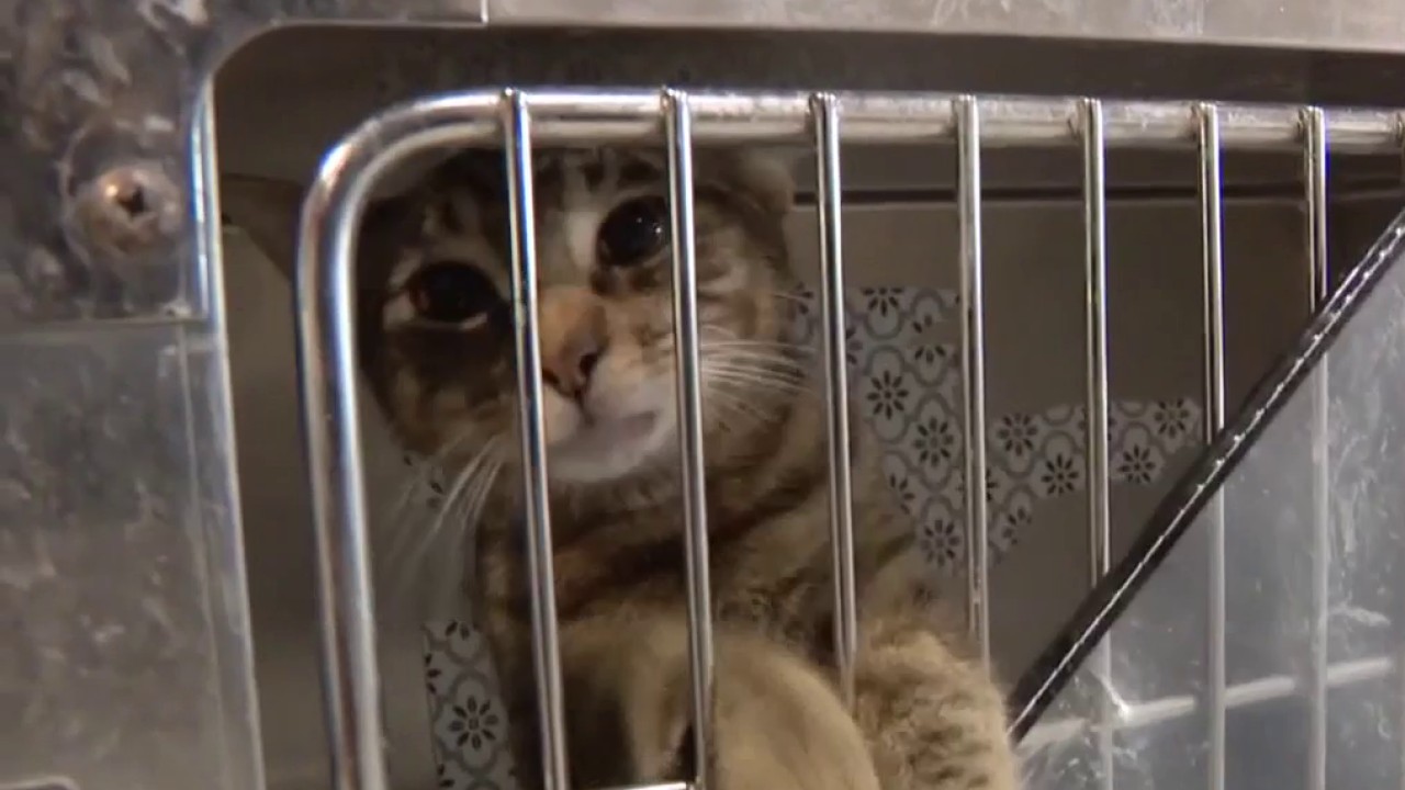 Potential legislation to protect pets and people
