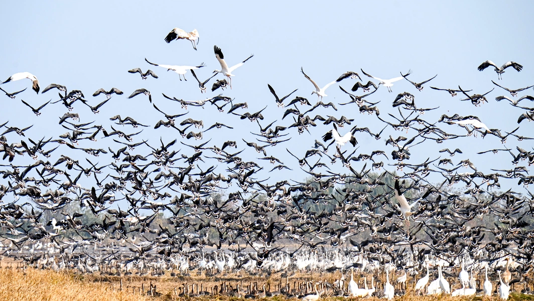 Why birds are changing their flight plans