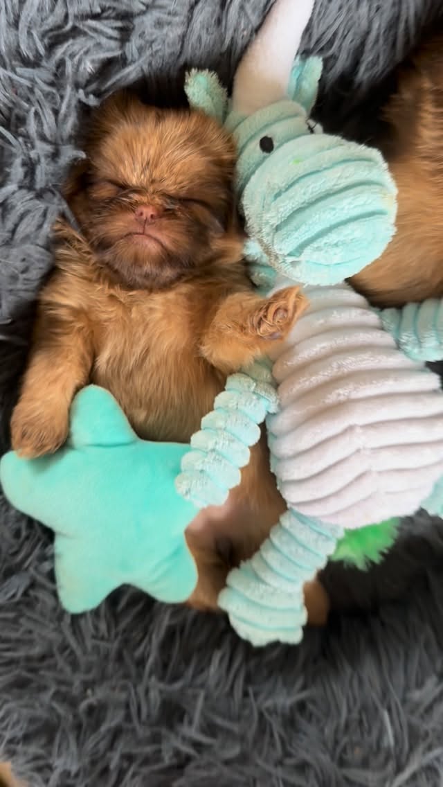 Adorable Brussels Griffon moments you'll love
