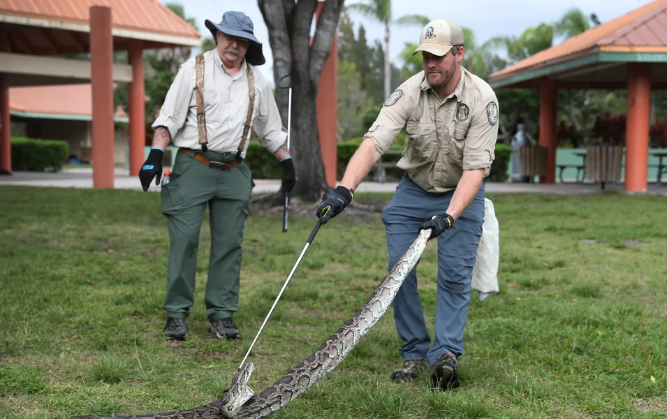 Record male python caught in Everglades breeding cluster