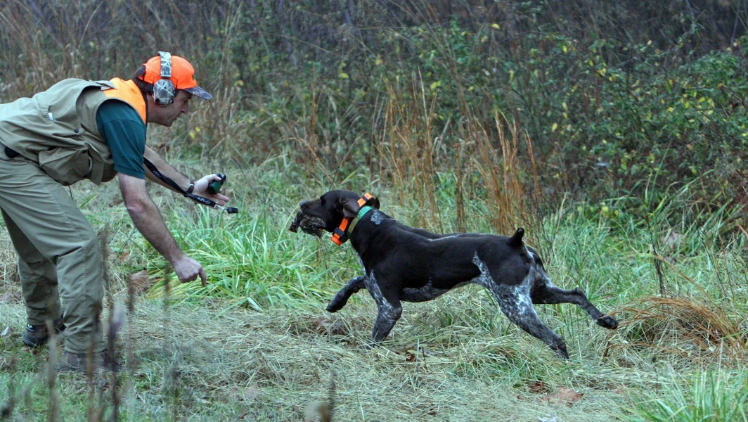 Life with a German shorthaired pointer