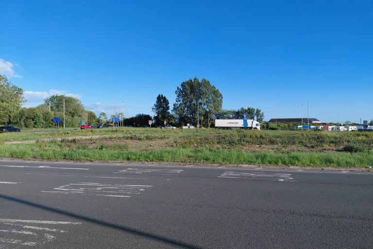 Somerset Council urged to plant more trees after M5 roundabout work
