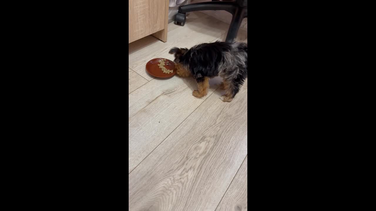 Dog hilariously lifts body while eating in Gomel, Belarus