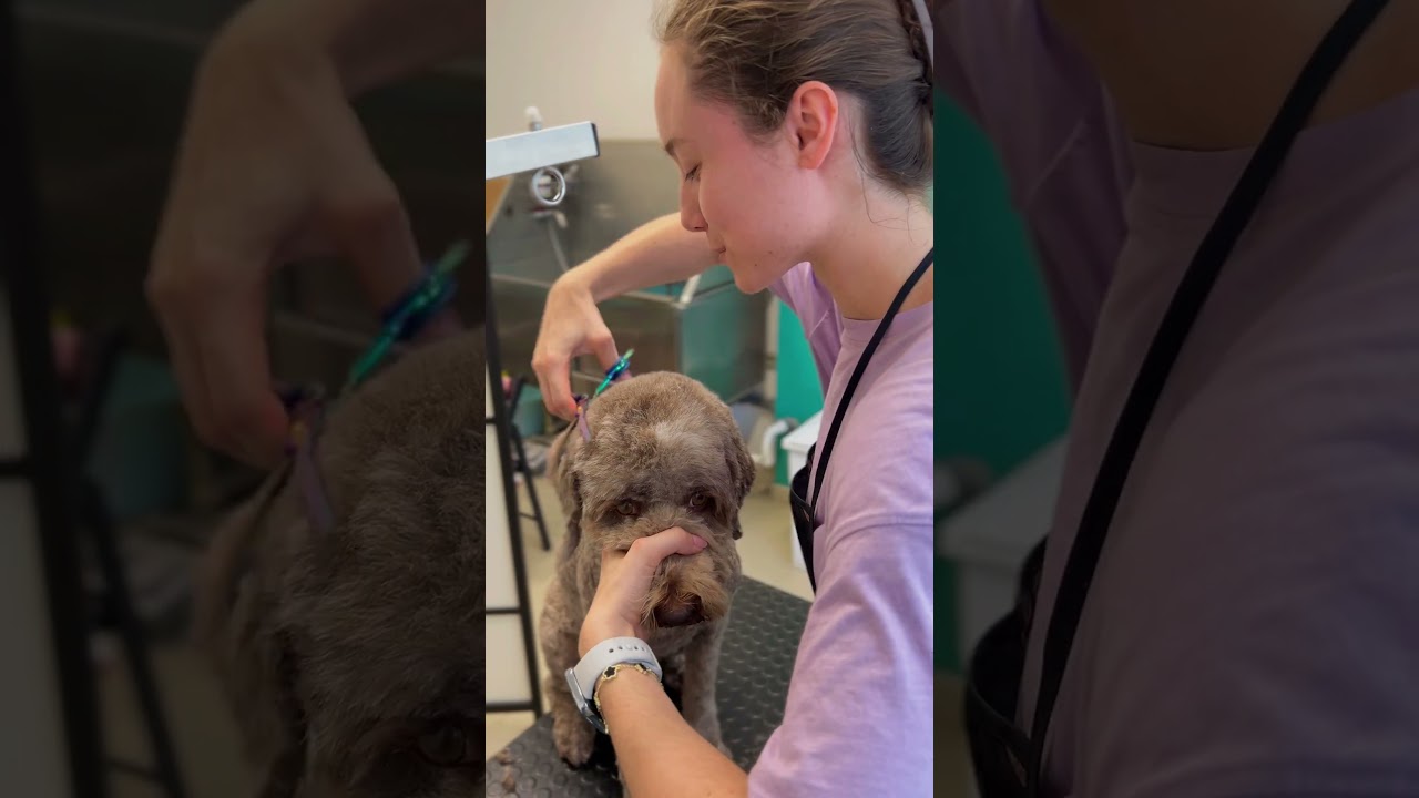 Fluffy brown dog gets a stunning grooming transformation | Full ...