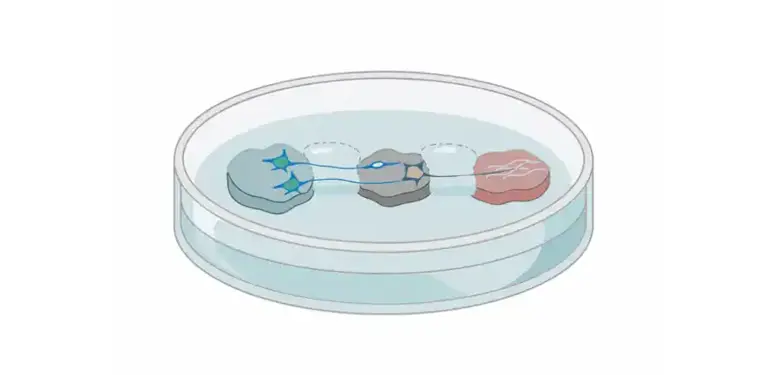 Scientists used a contraceptive drug to grow a tiny spinal cord circuit ...