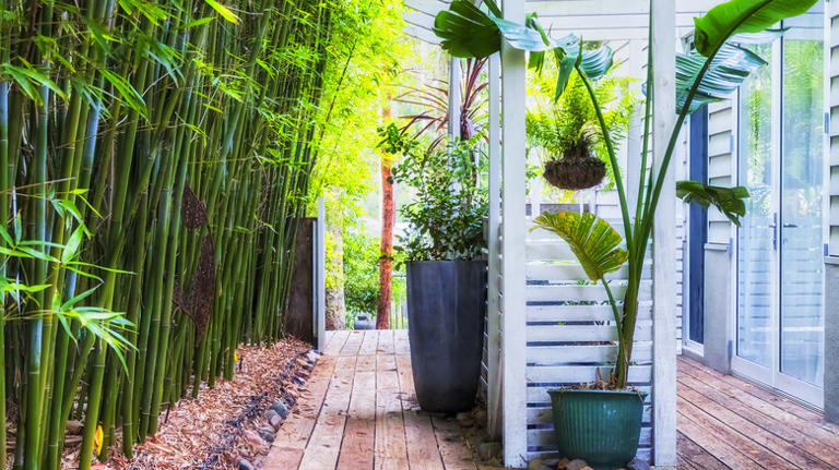 Don't let feng shui fool you: The plant that can become a fire hazard ...