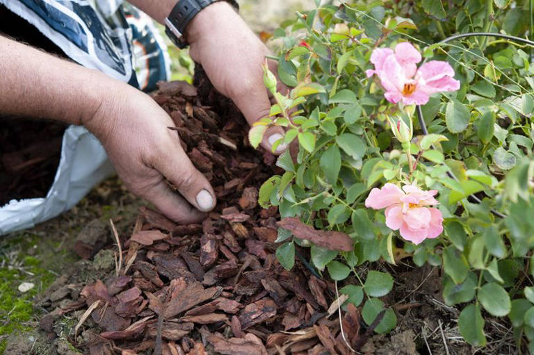 Roses will flower better throughout summer if you put 1 simple item on ...