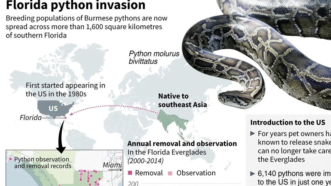Florida crews disrupt python breeding cluster in Everglades