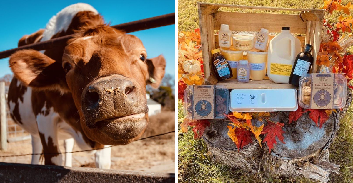 This Texas dairy farm has locals completely loyal to its farm-fresh ...